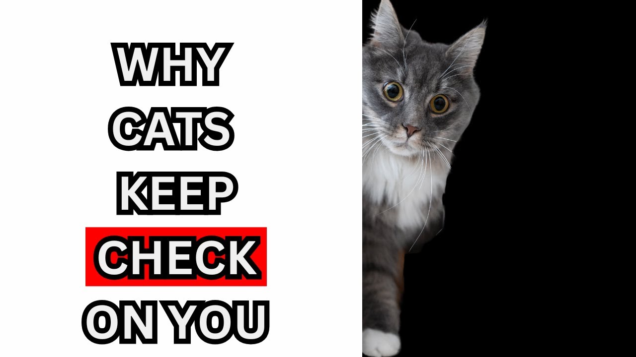 Why Does Your Cat Keep Checking In on You? - YouTube