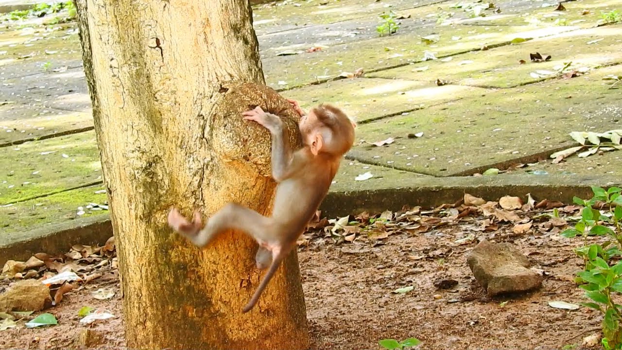 WoW...Tiniest Baby Marco is stronger can cling & hug a big tree - YouTube