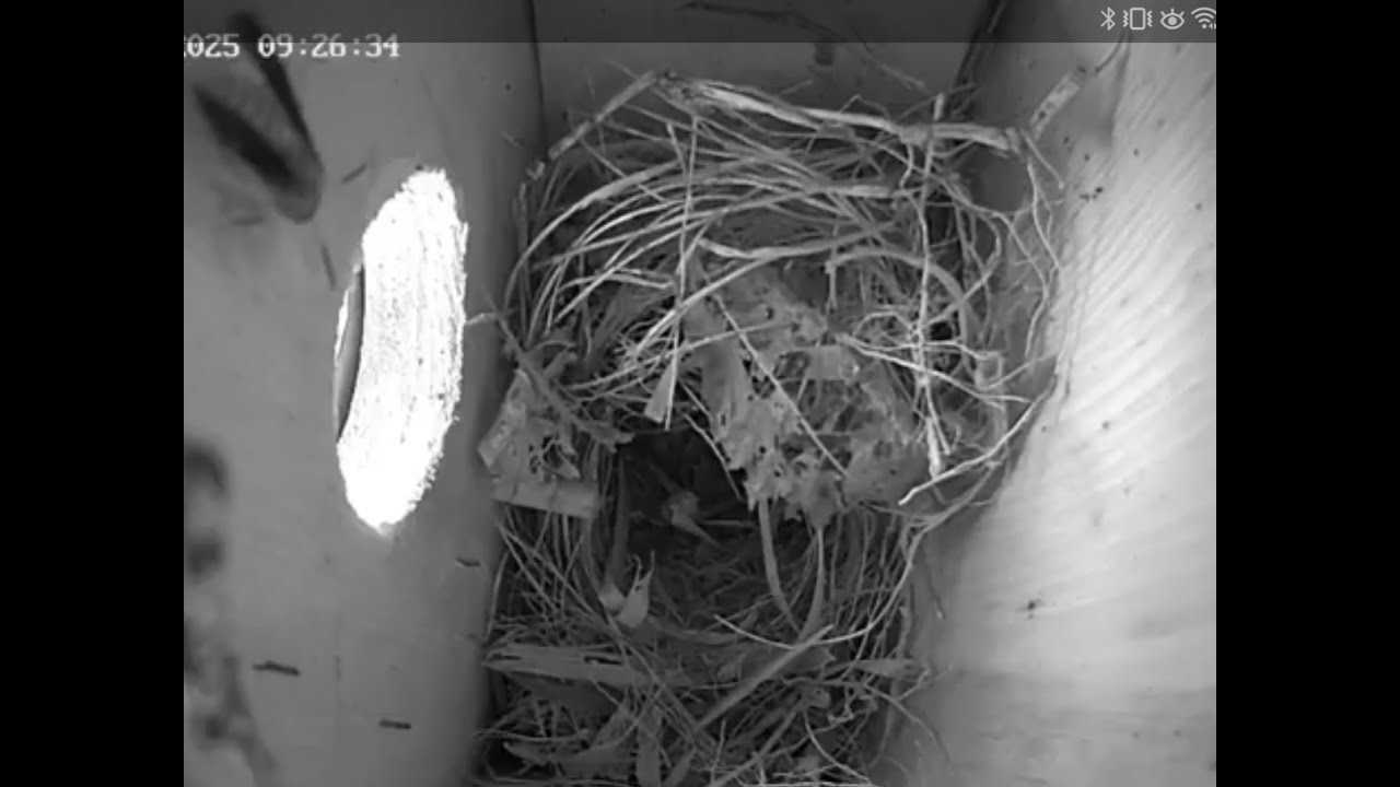 live stream wren 1nd brood 3/25/2025 |nesting - YouTube