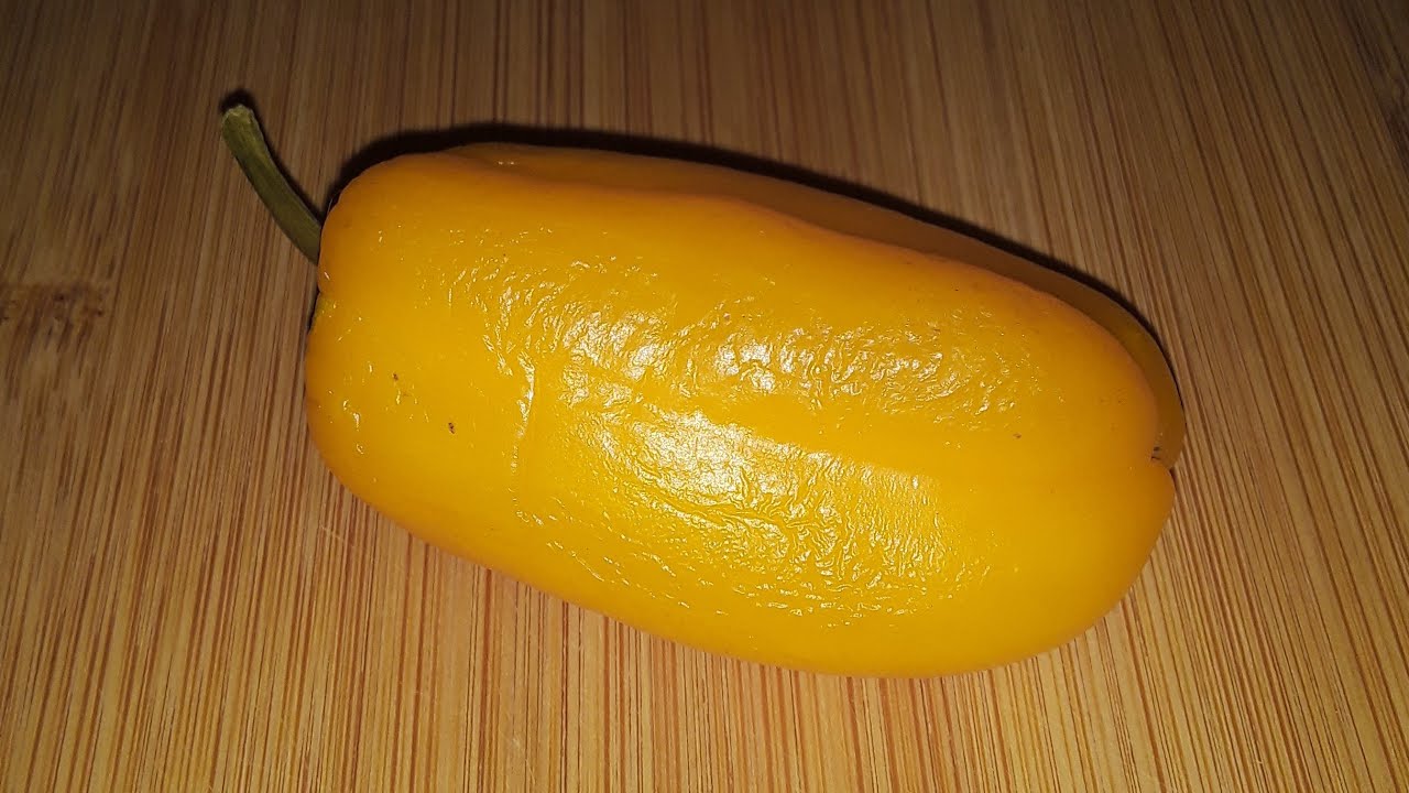 Pepper Review 28 Lunch Box Pepper Yellow 500 Shu YouTube pepper-review-28-lunch-box-pepper-yellow-500-shu-youtube
