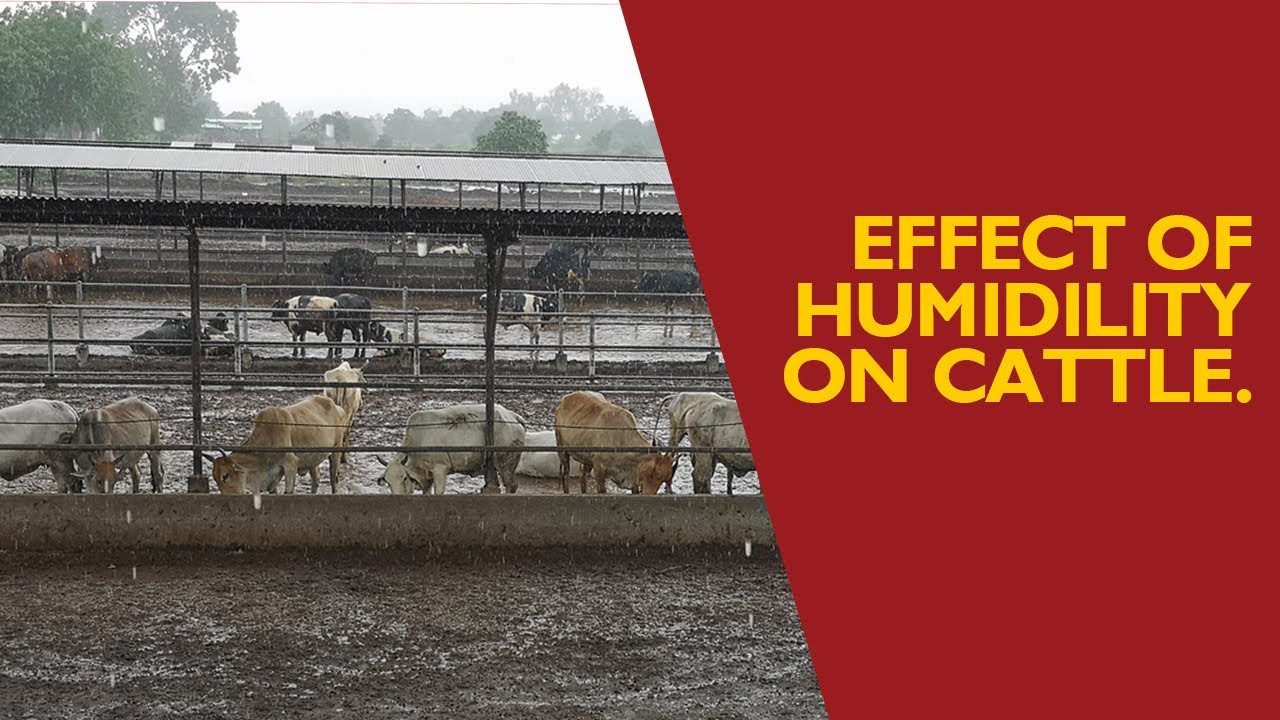ARF ON EFFECT OF HUMIDITY ON CATTLE - YouTube
