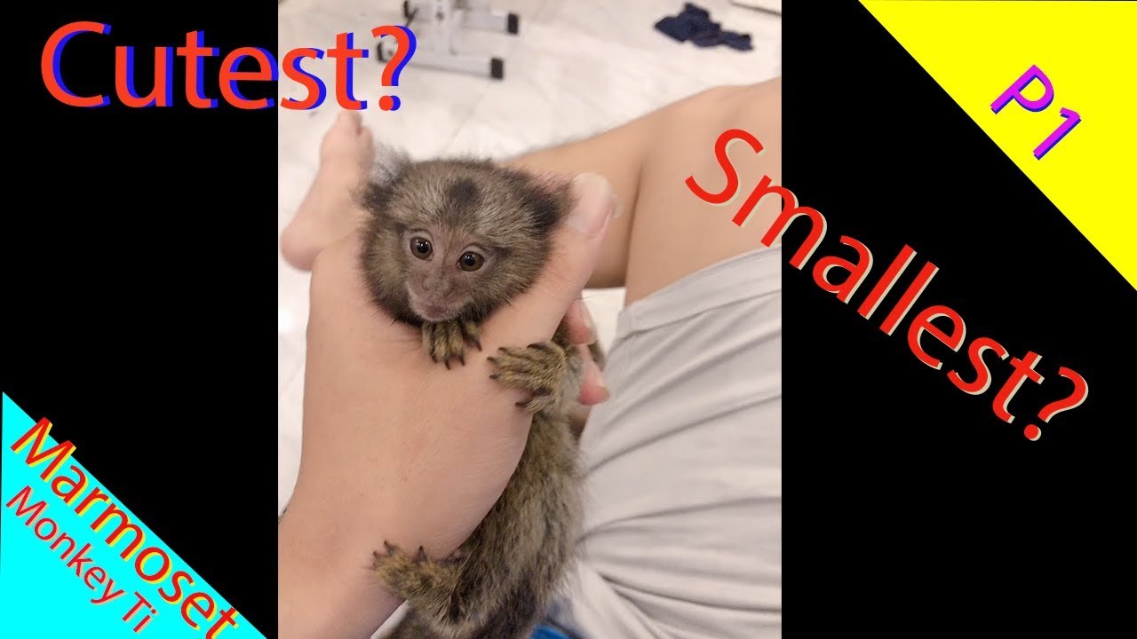 😍🙈 Monkey Baby Bop cutest moment p1 - YouTube