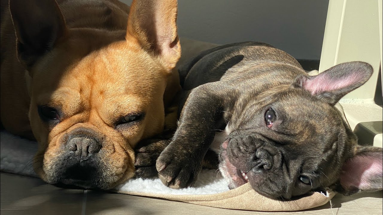 Dogs Working In An Online Pet Shop😍 - YouTube