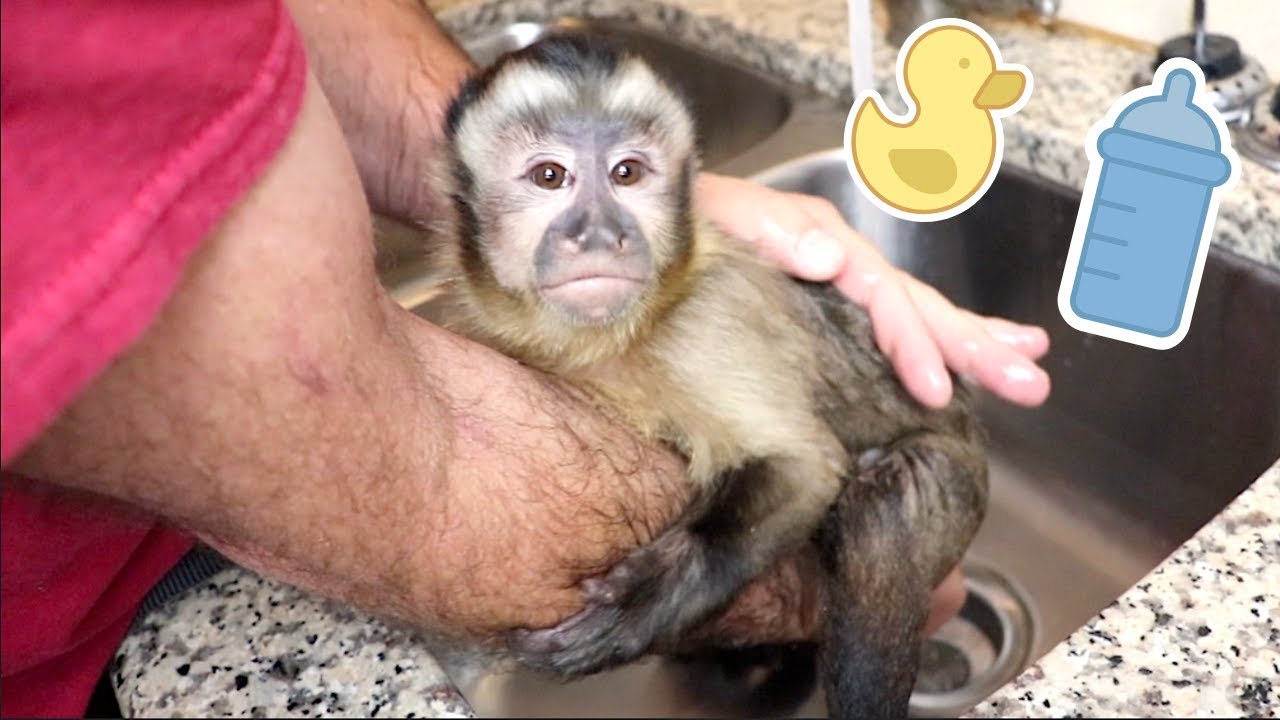 Baby Monkey Bottle & Bath Routine! - YouTube