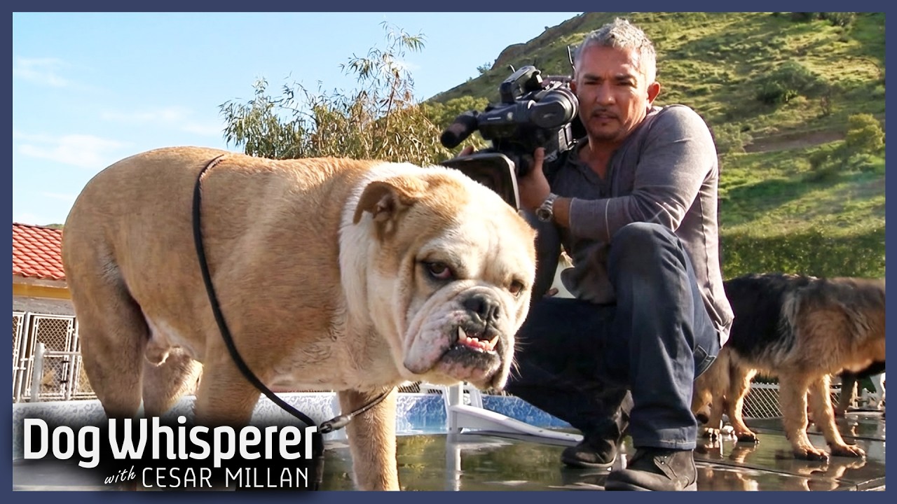 Aggressive Bulldog Attacks Without Warning | Dog Whisperer With Cesar ...