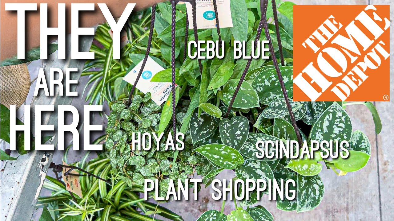 Cebu Blue, Hoyas, Scindapsus & More! Home Depot Plant Shopping 🛒 Big ...
