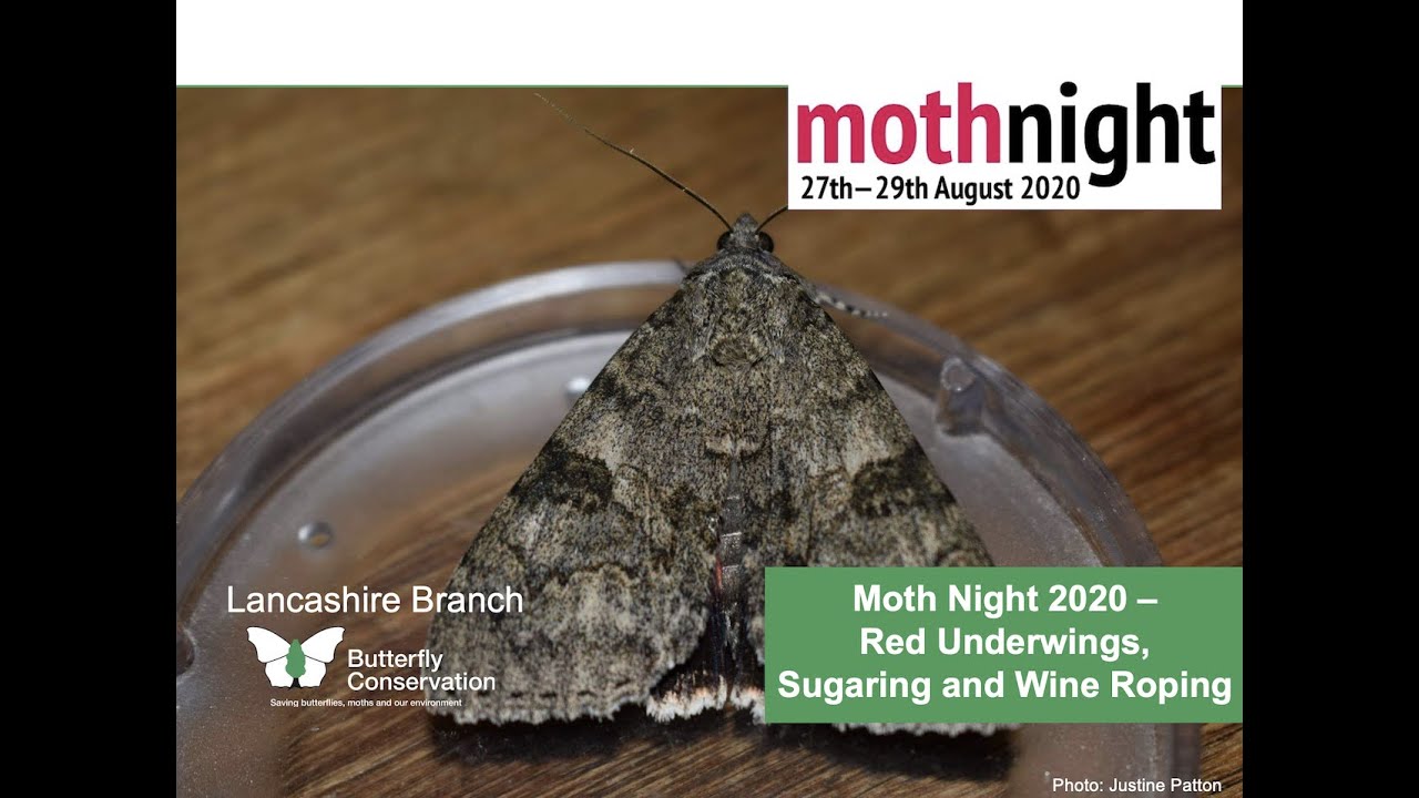 National Moth Night 2020 - how to attract moths using wine ropes and ...