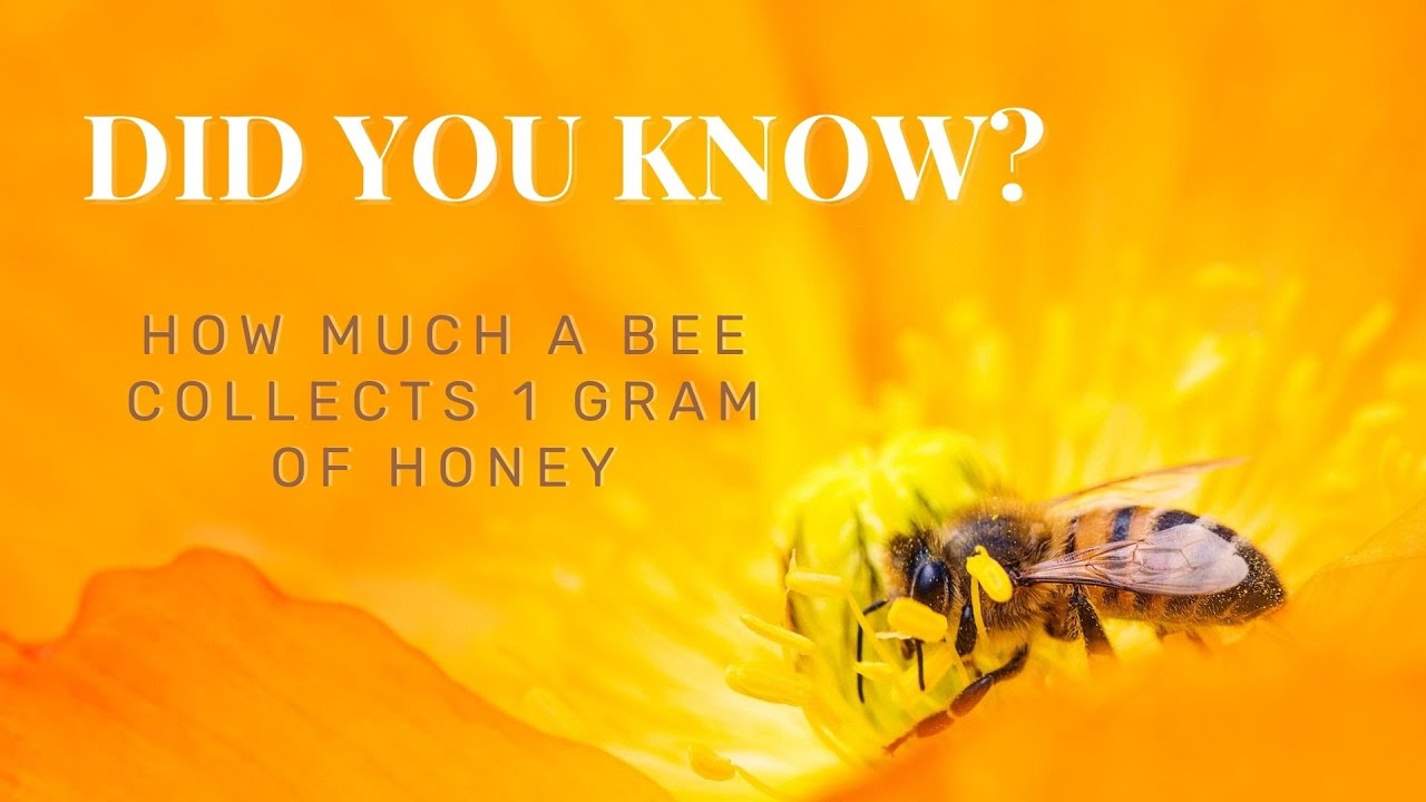 Did you know about bees, ants, mosquitoes, constellations and what are ...