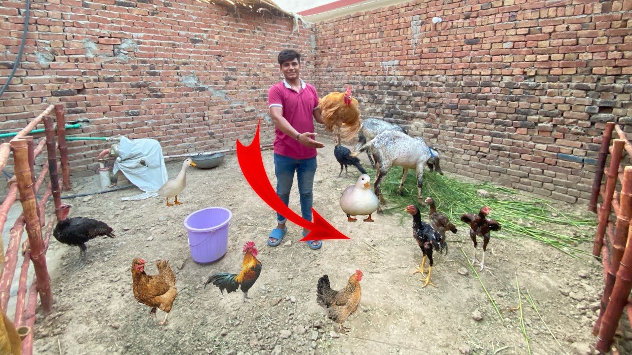 Sary Birds Mini Zoo Me Ly Aya 😍 - YouTube