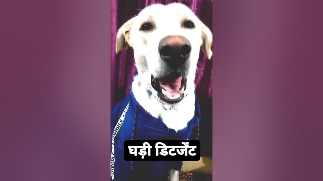 Comedy Dog New Video YouTube comedy-dog-new-video-youtube