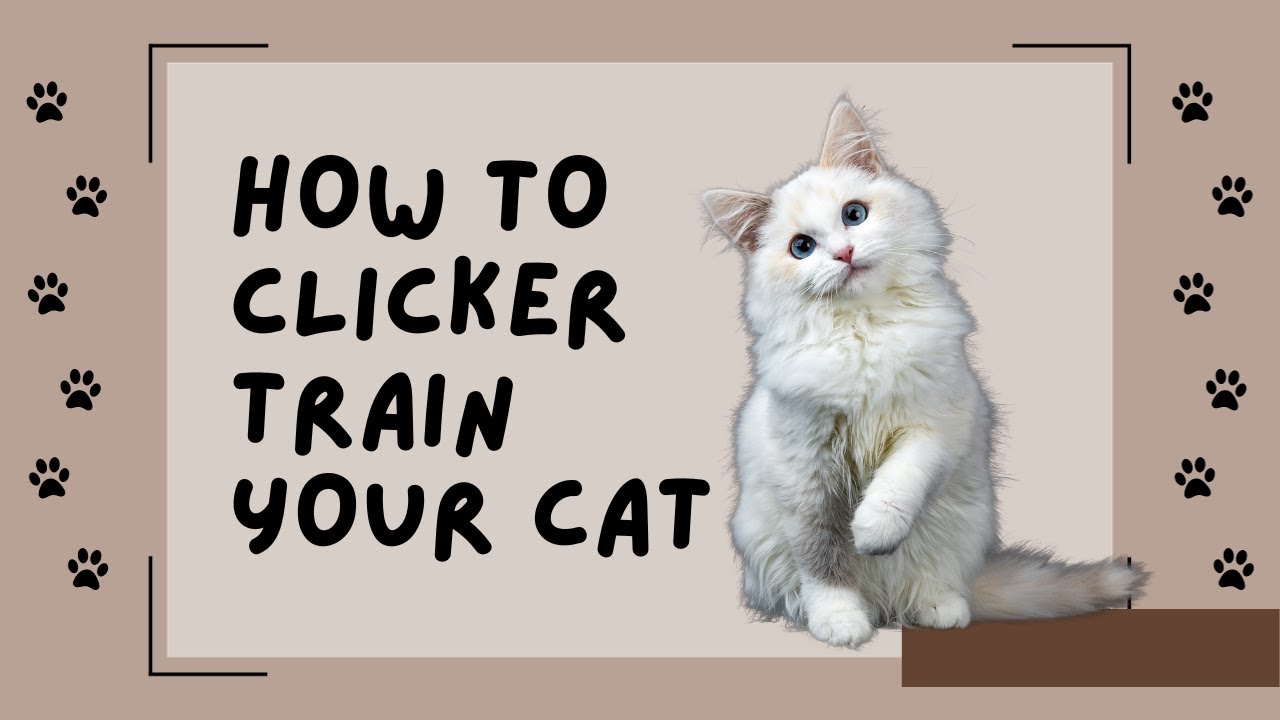 How To Clicker Train Your Cat - YouTube