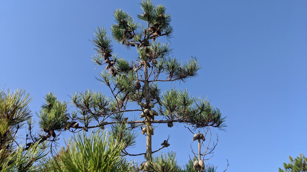 Bishop Pine Tree with Clusters of 2 Needles - YouTube
