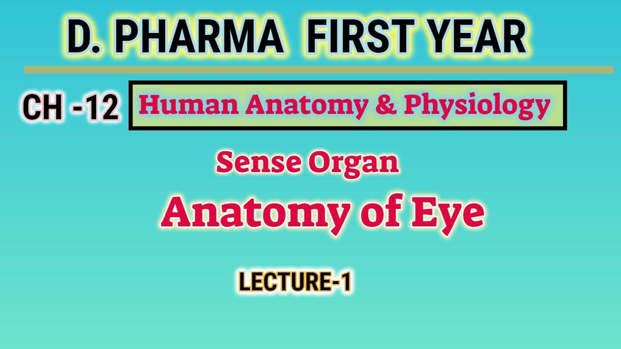 Anatomy of Eye | Ch-12 | L-1 | sense organ | Human anatomy and ...