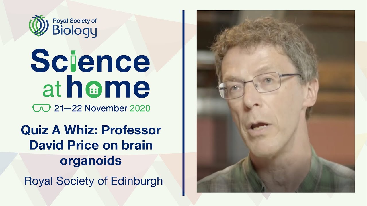 Professor David Price on brain organoids | Science at Home | Royal ...