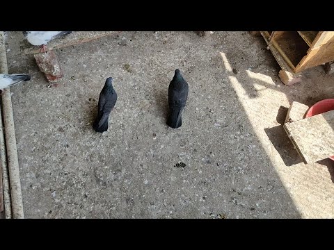 Zaak kabootar ka pair ando par aagaya - YouTube