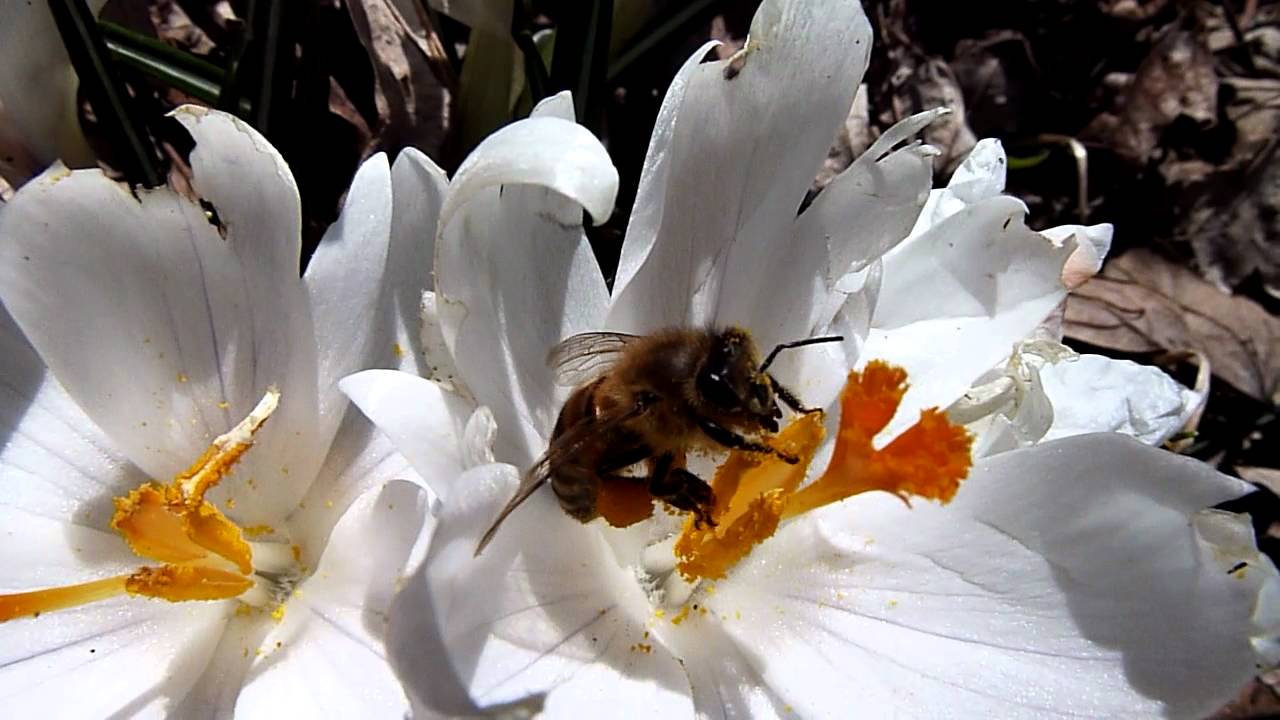 Lumix DMC-ZS7 Video Sample #1 - YouTube