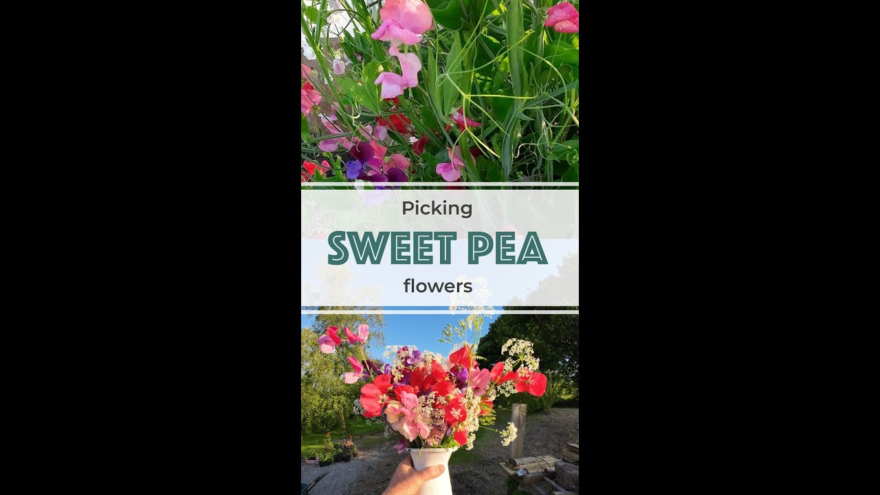 Picking Sweet Pea Flowers - YouTube