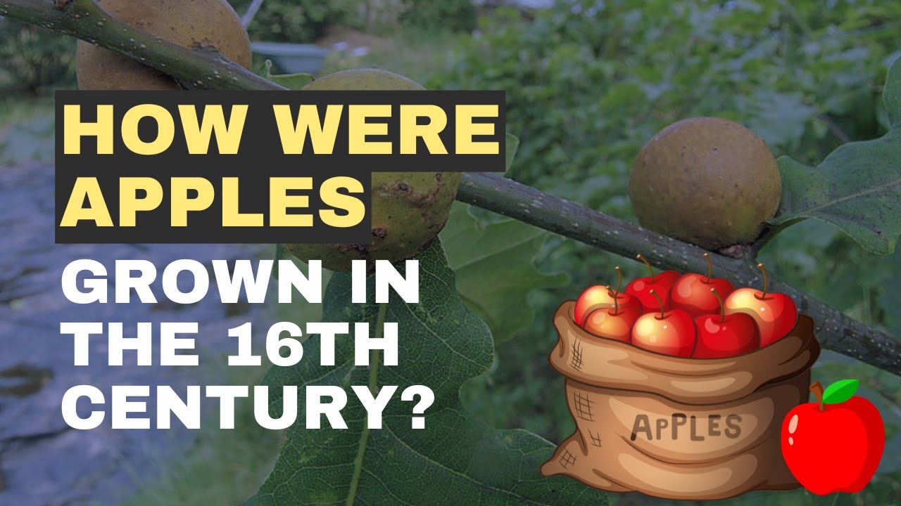 You Won't Believe How Apples Were Grown 400 Years Ago! - YouTube