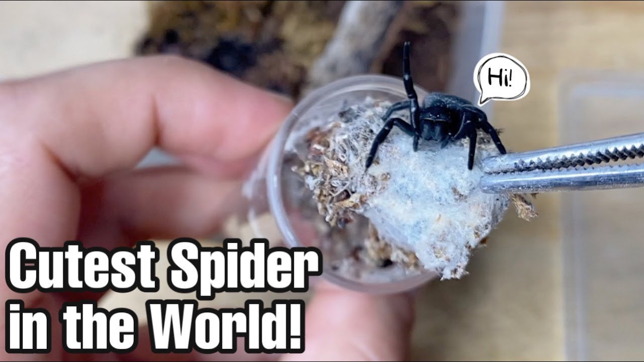Cute spider WAVES HELLO to her owner! (Velvet spiders) - YouTube