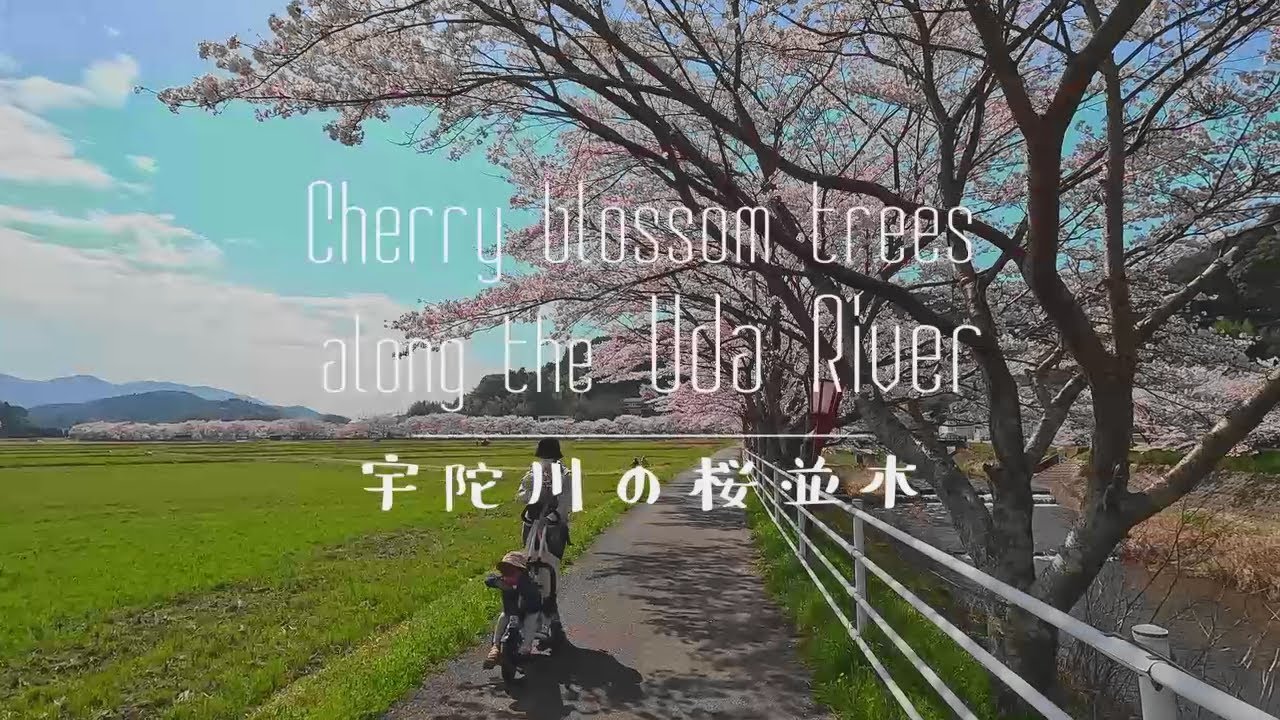 宇陀川の桜 Cherry blossom trees along the Uda River - YouTube