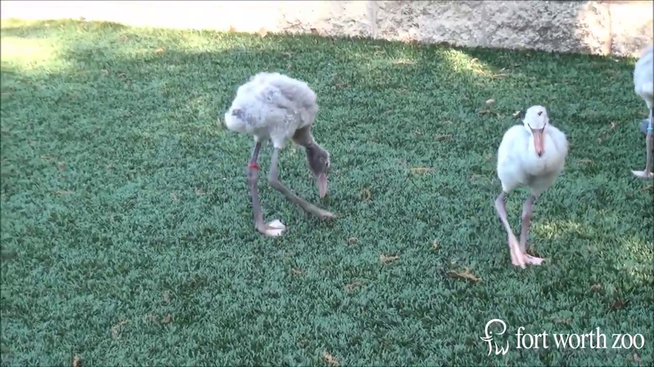 Lesser flamingo chicks hatch at the Zoo - YouTube