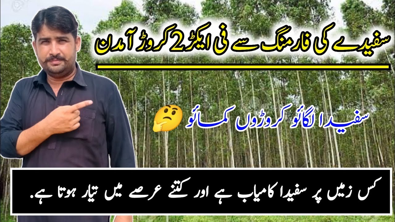 sufaida Farming in pakistan and ashia | Eucalyptus farming ...