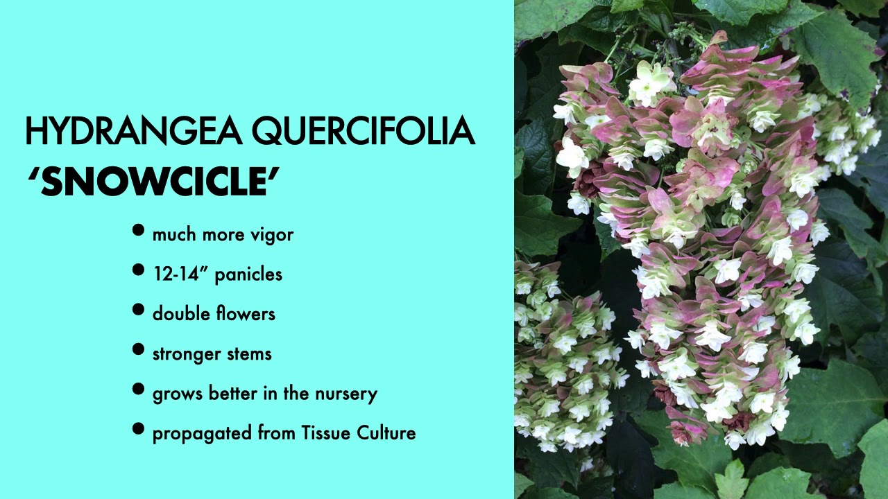 Hydrangea quercifolia 'Snowcicle' - New for 2021 - YouTube