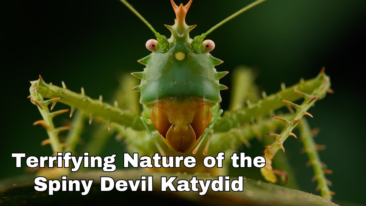 Terrifying Nature of the Spiny Devil Katydid - YouTube