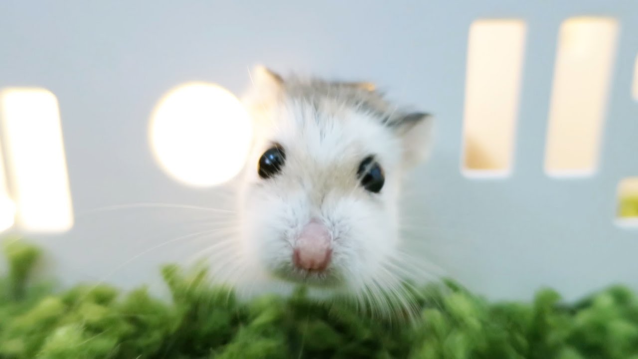 Hamster Walks Through Walls! - YouTube