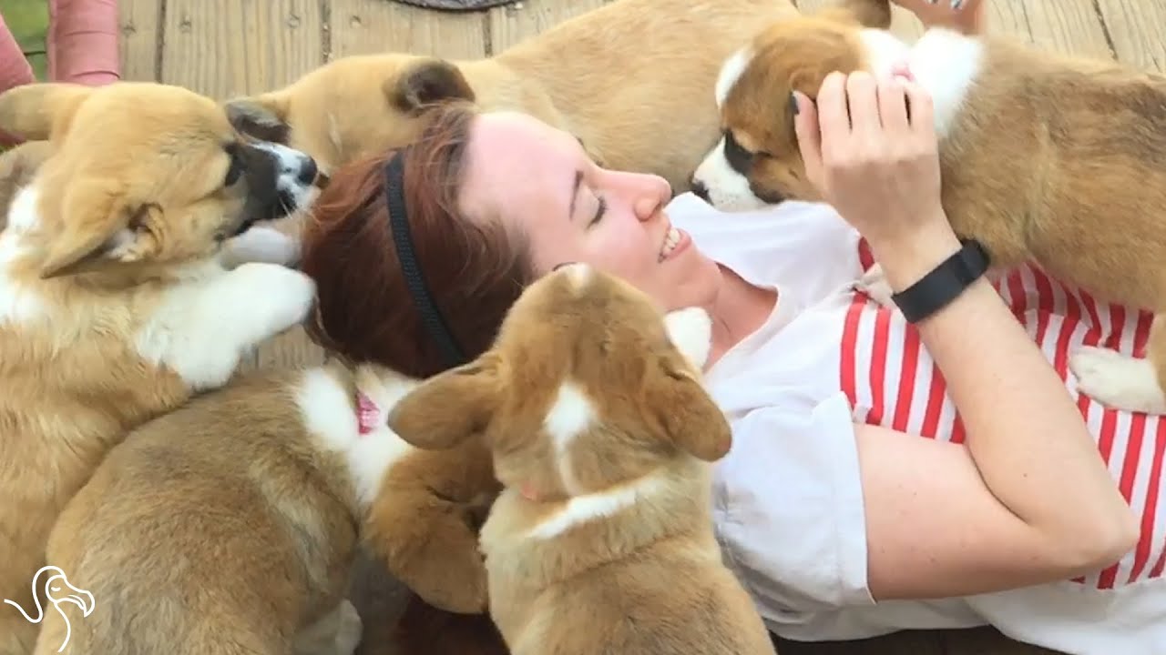 CORGI ATTACK: Girl Bombarded By Corgi Puppies | The Dodo - YouTube