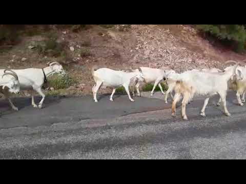 Türk saanen keçisi  yetiştiriciliği