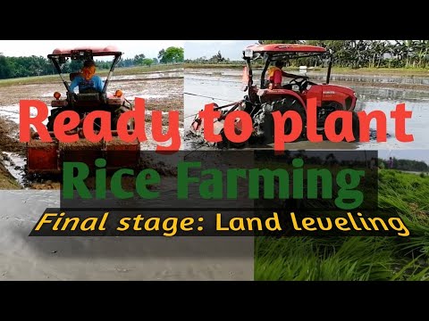 How to level rice field ready for planting - YouTube