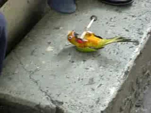 Parrot Lifts Weights - YouTube