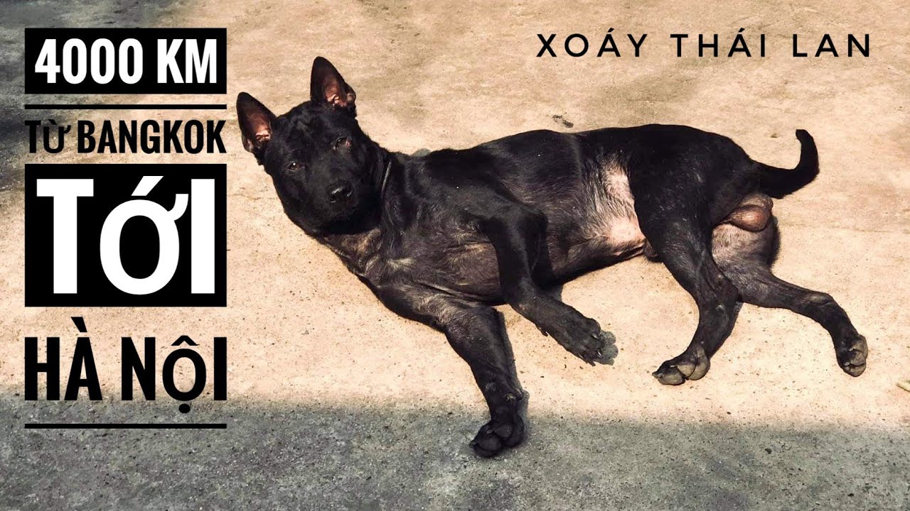 4000 KM từ BangKok về Hà Nội của 1 Chú Chó Xoáy Thái Lan trong mùa ...