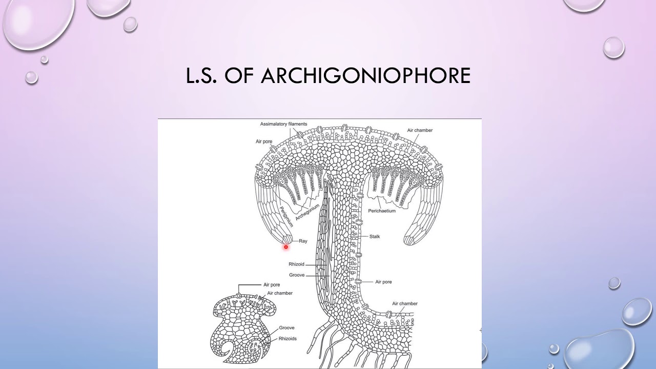 Marchantia , Structure of Archegoniophore | Dr. Kusum Changeriwal - YouTube