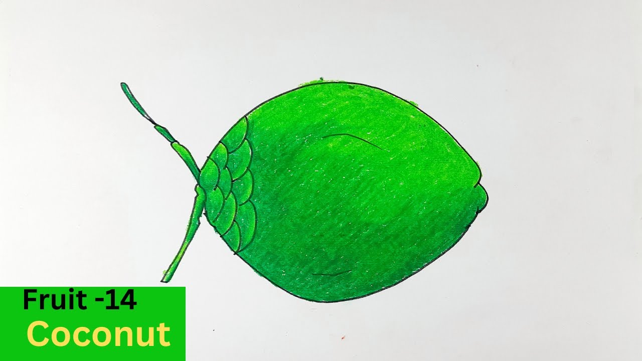 Coconut/ How to draw Coconut/ easy Coconut drawing/ fruit drawing ...