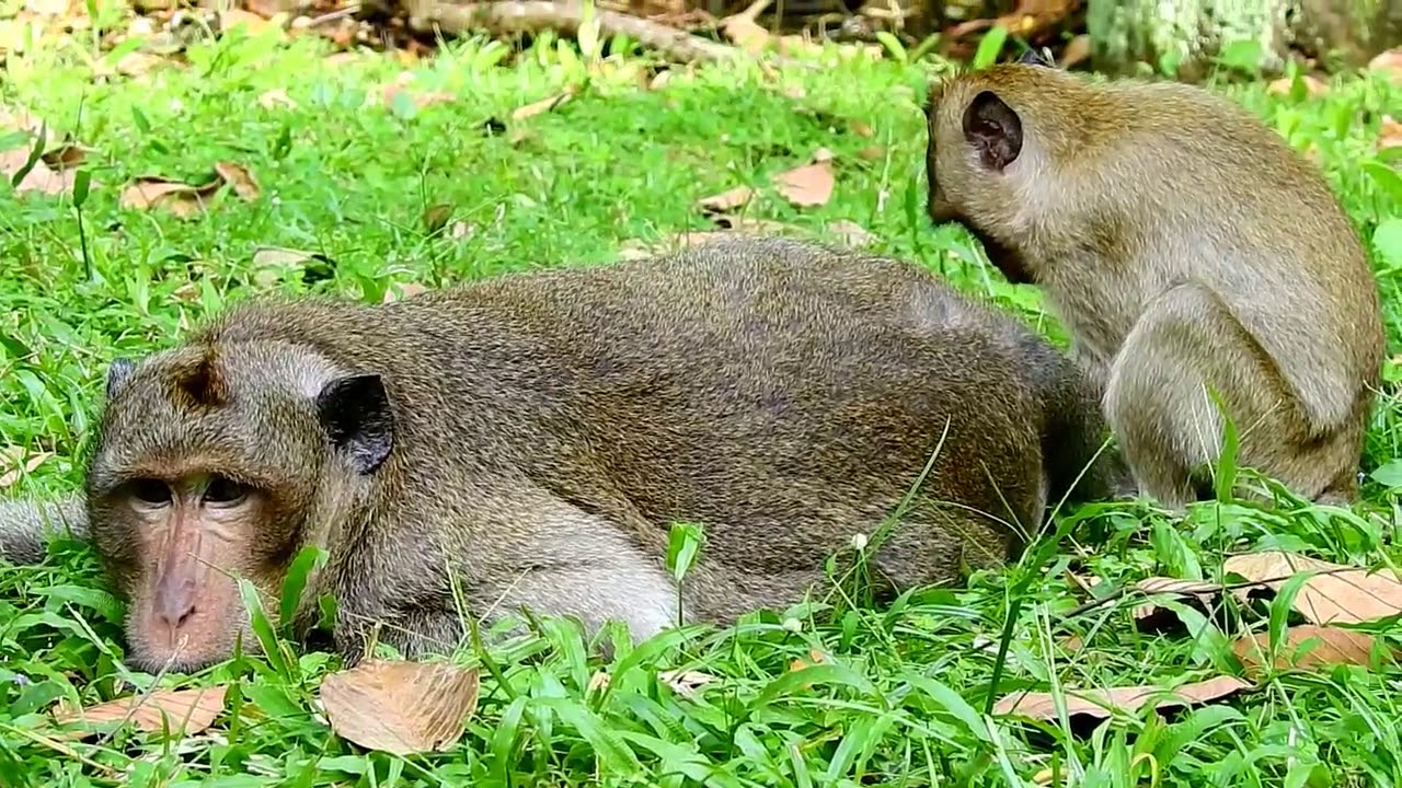 Mom Disability One Hand But Carry Big Heavy Baby Monkey, Monkey ...