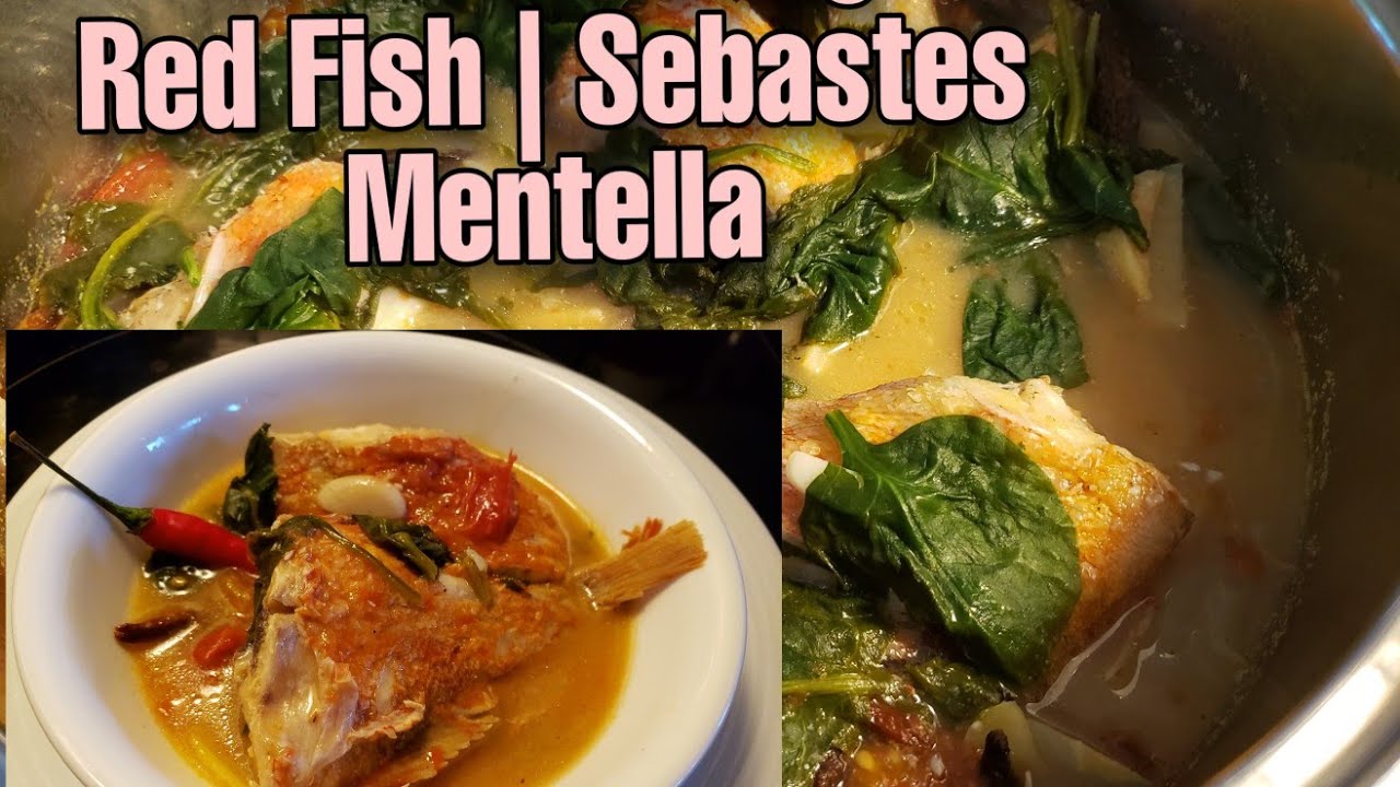 KINAMATISANG RED FISH | SEBASTES MENTELLA - YouTube