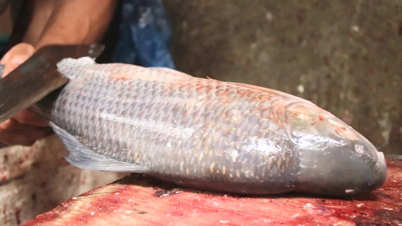 A Gorgeous Labeo Calbasu Fish Cutting Video | Fish Cutting In ...