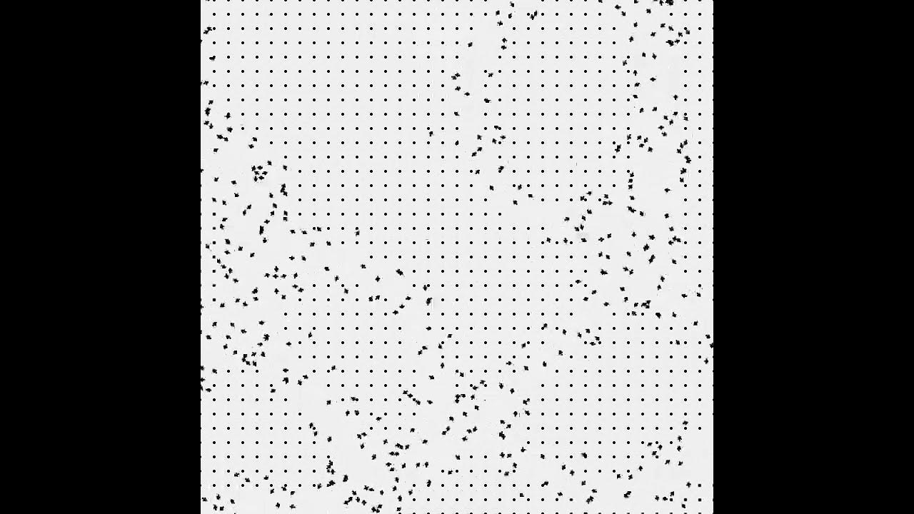 Arrow bugs. #openframeworks #programming #creativecoding - YouTube