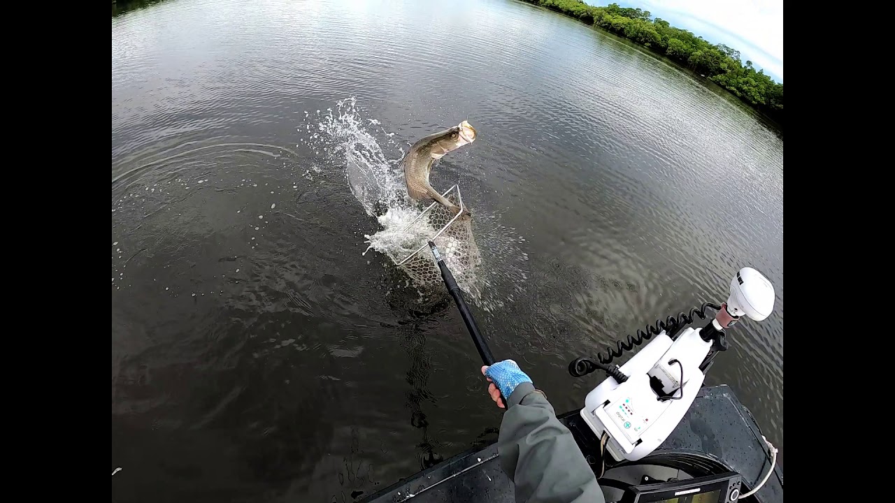 Salty rod + Barra - YouTube