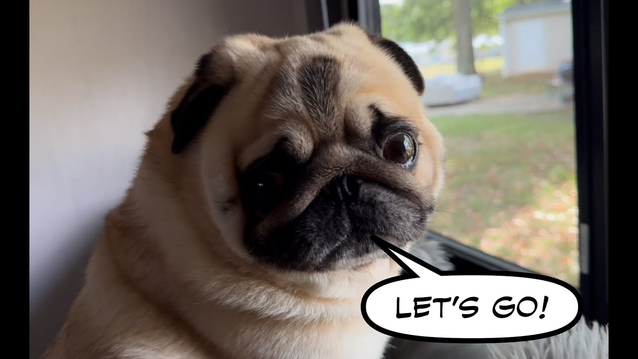 Pugs are Go Go Go - YouTube