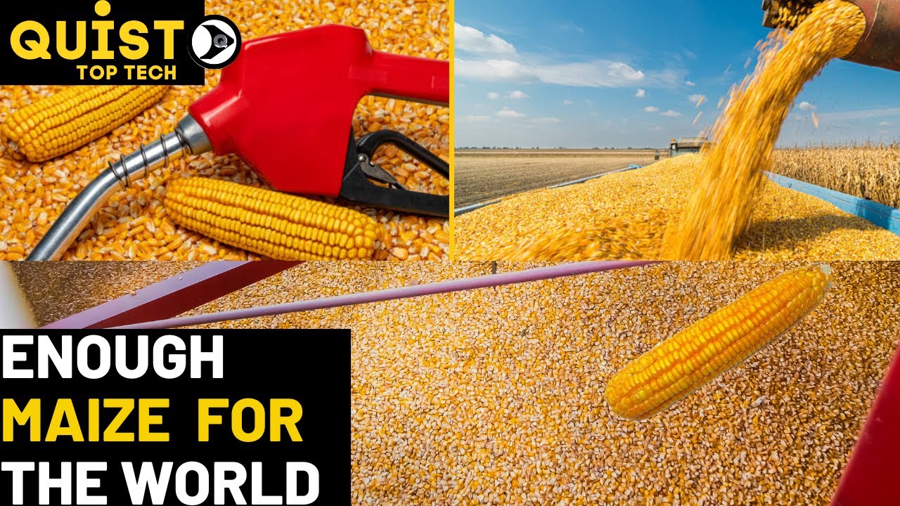 THE NEW INNOVATION OF CORN / MAIZE FARMING THAT CHANGED THE WORLD ...