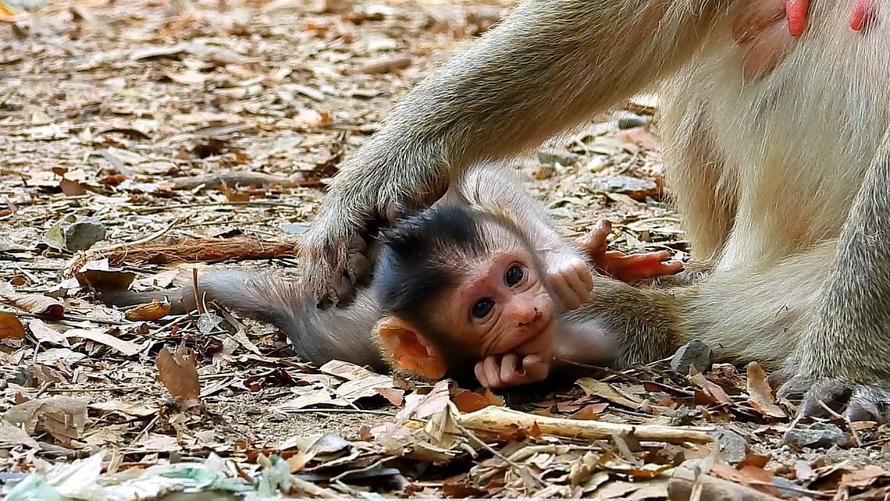 Oh Precious ! Absolutely cute newborn baby monkey look around so ...