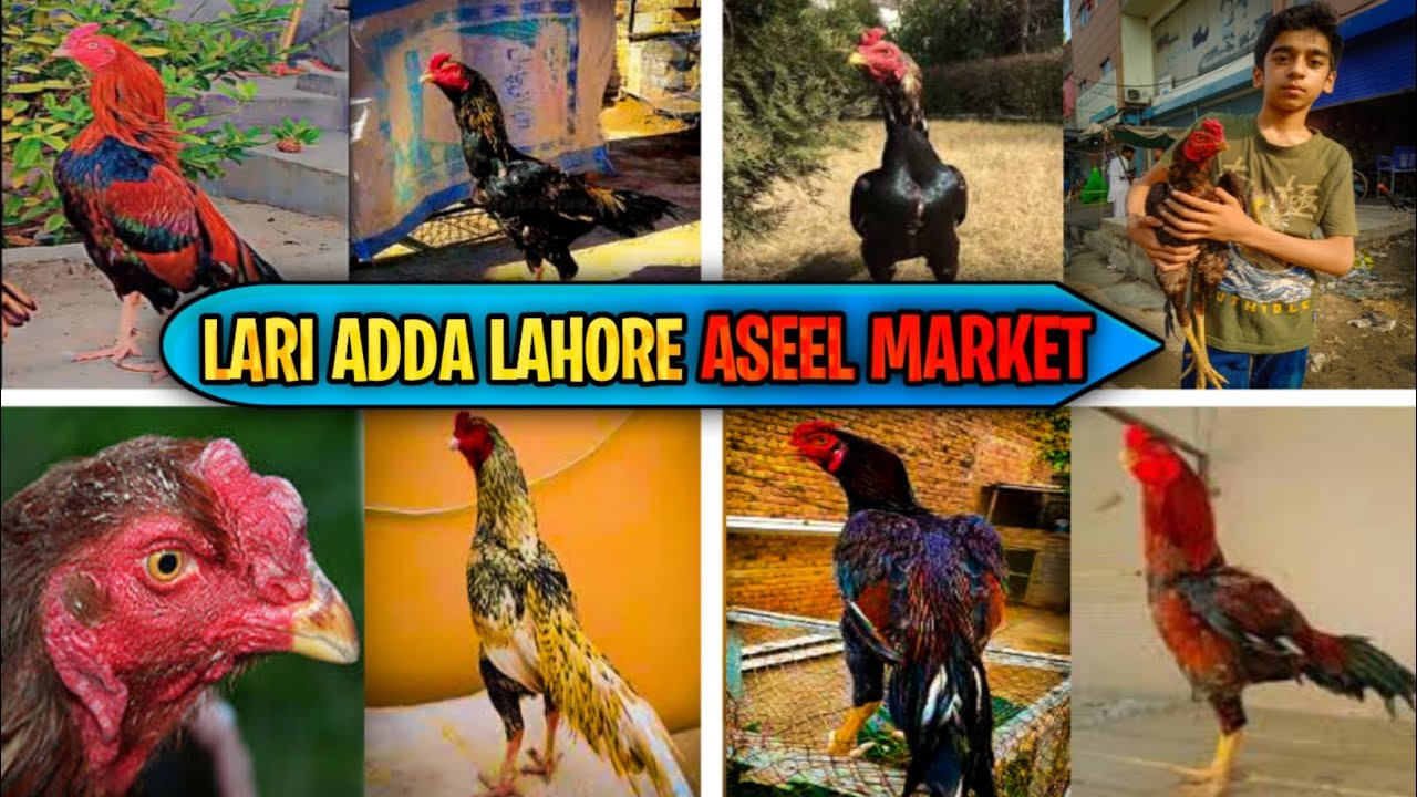 High Class Aseel Murga Mandi|Lari Adda Lahore Aseel Market|Sunday Birds ...