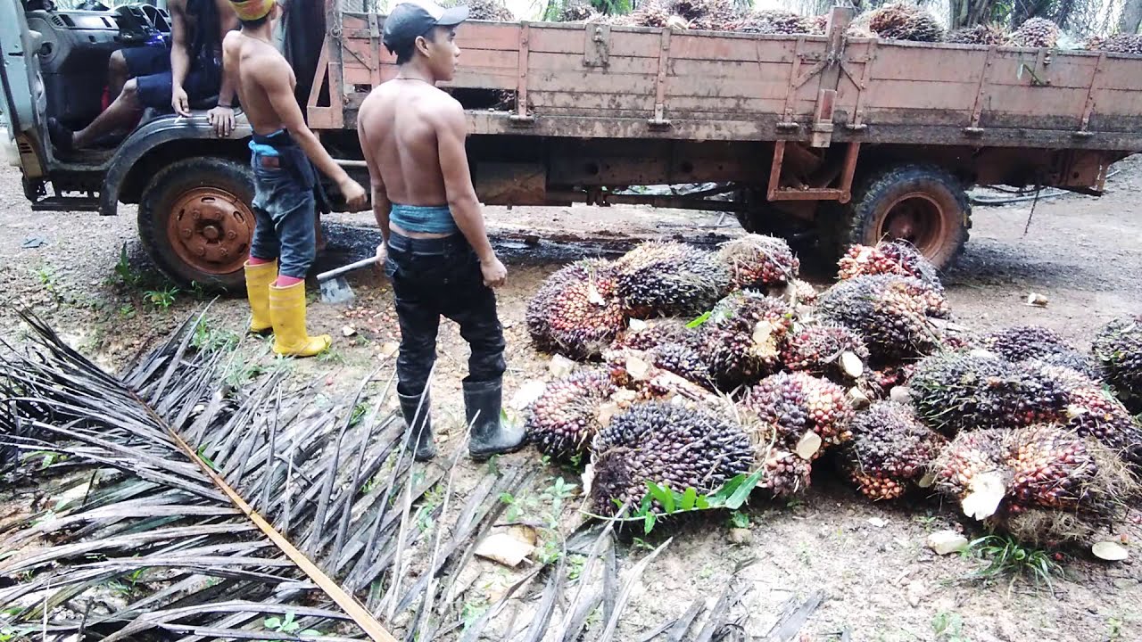 Loading kelapa sawit - YouTube