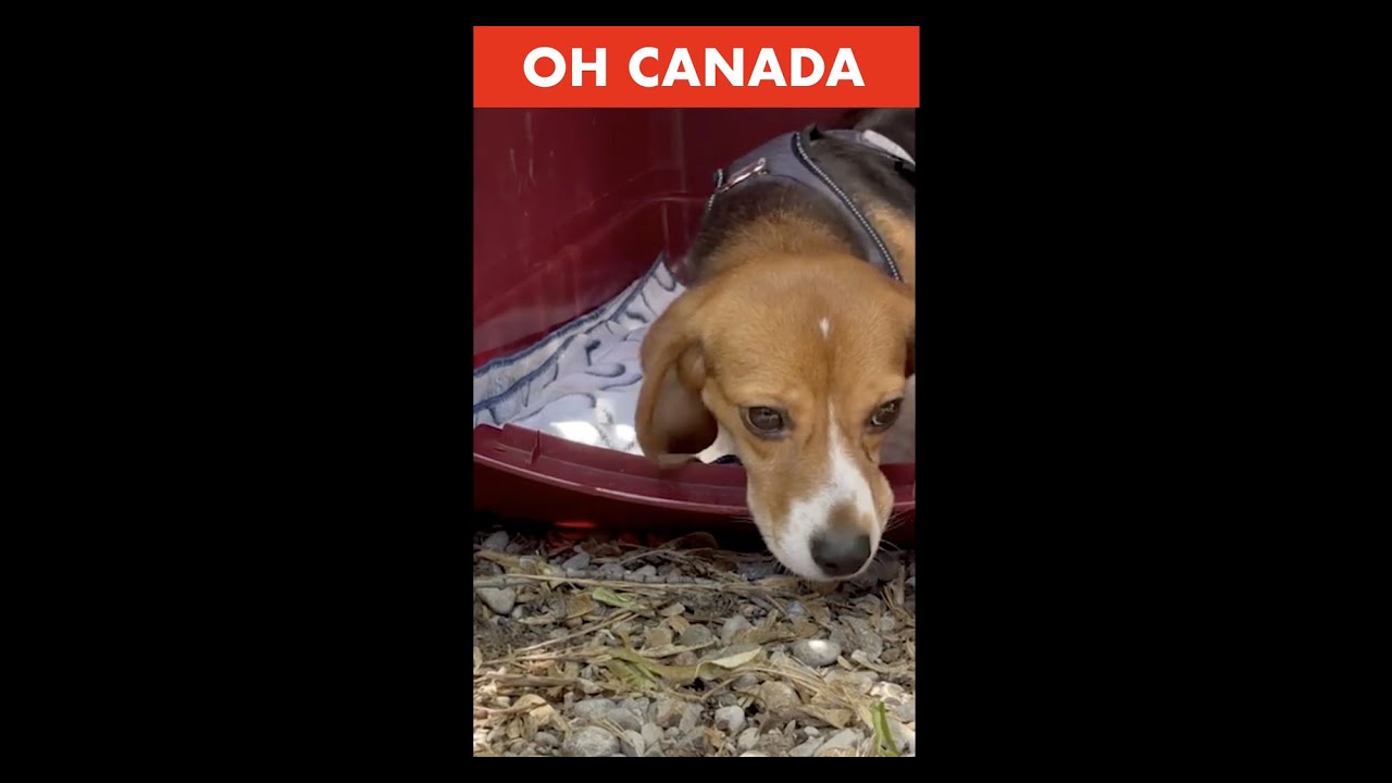 Two Beagles Released from a Canadian Testing Facility - YouTube
