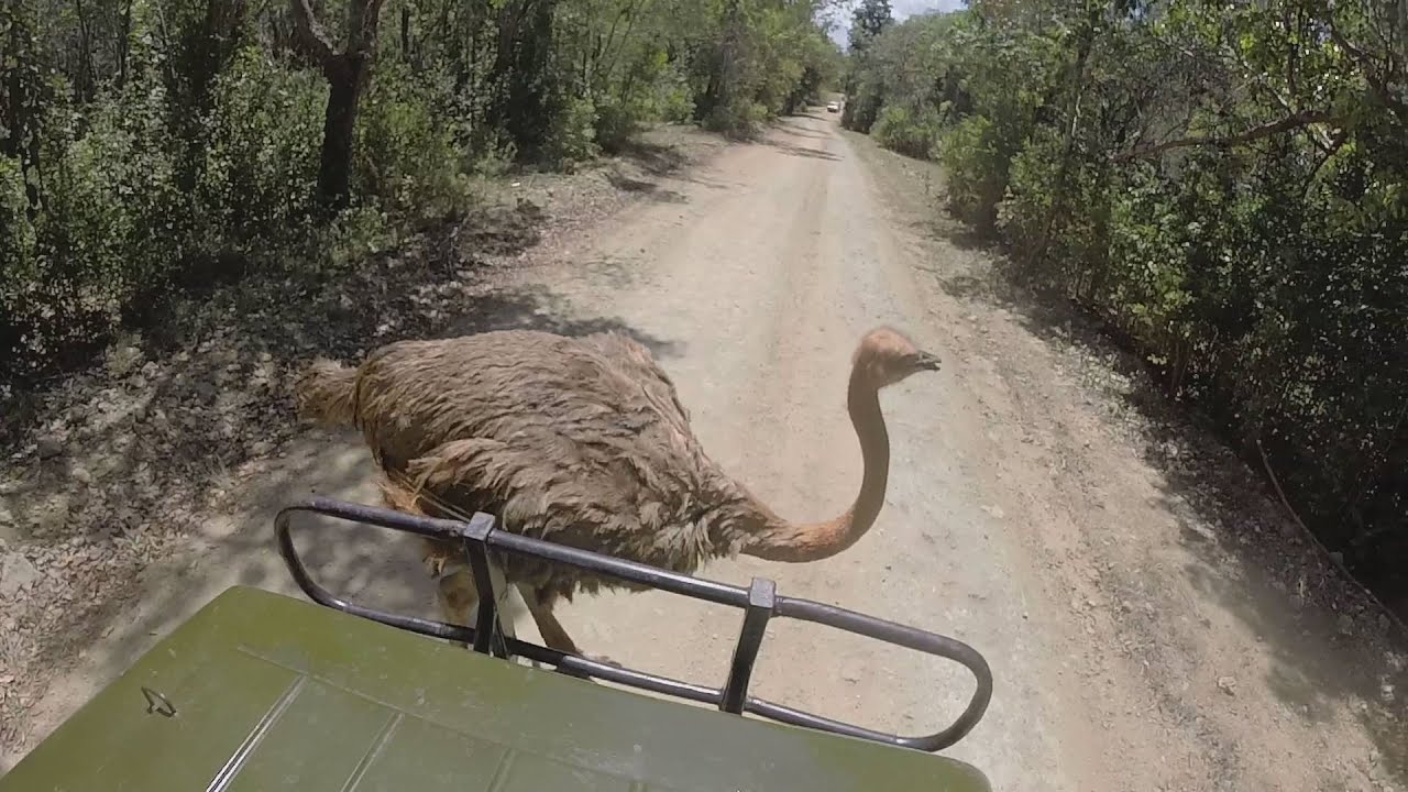 OSTRICH ATTACKS CAR !! WATCH THIS SO FUNNY!! - YouTube