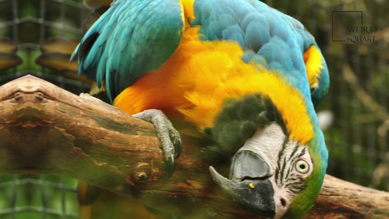 Interesting facts about Yellow macaw by weird square - YouTube