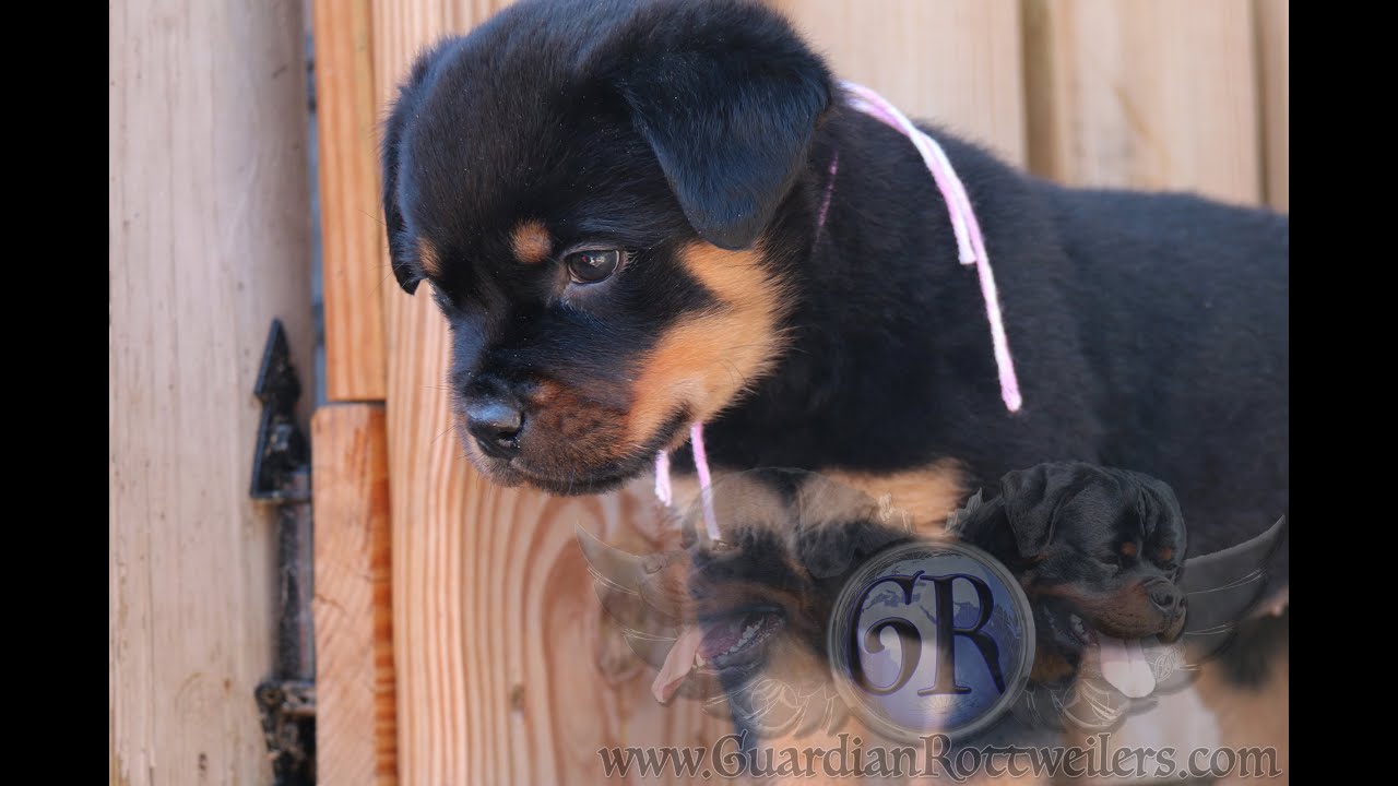 Guardian Rottweilers- Guardian Vivian von Gottschalk - YouTube